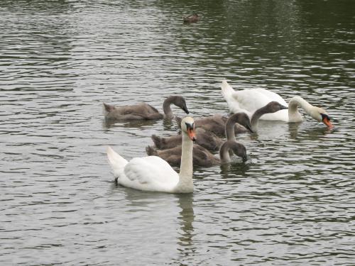 Historic Coventry Forum: Cheylesmore and Quinton Park